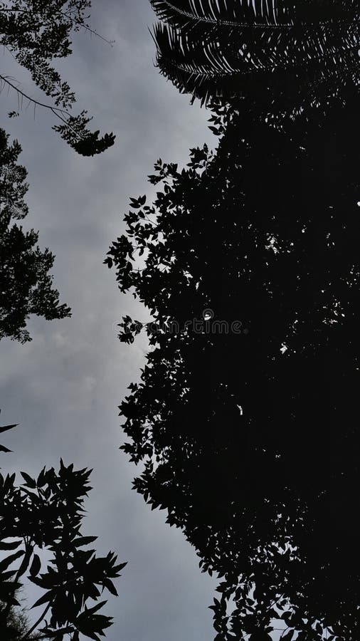 Cozy Spot Under the Thick Tree Stock Photo - Image of cozy, spot: 263068222