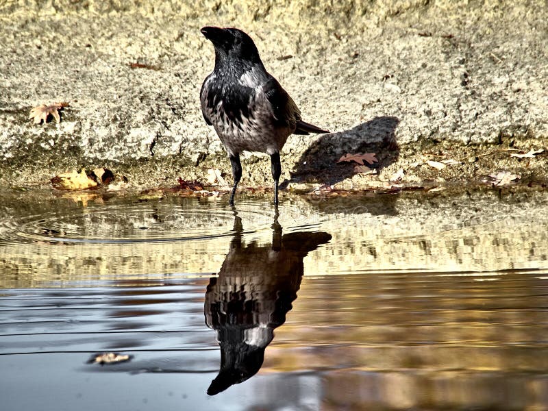 Shot of a Bird with Reflection Stock Image - Image of bird, life: 132685529