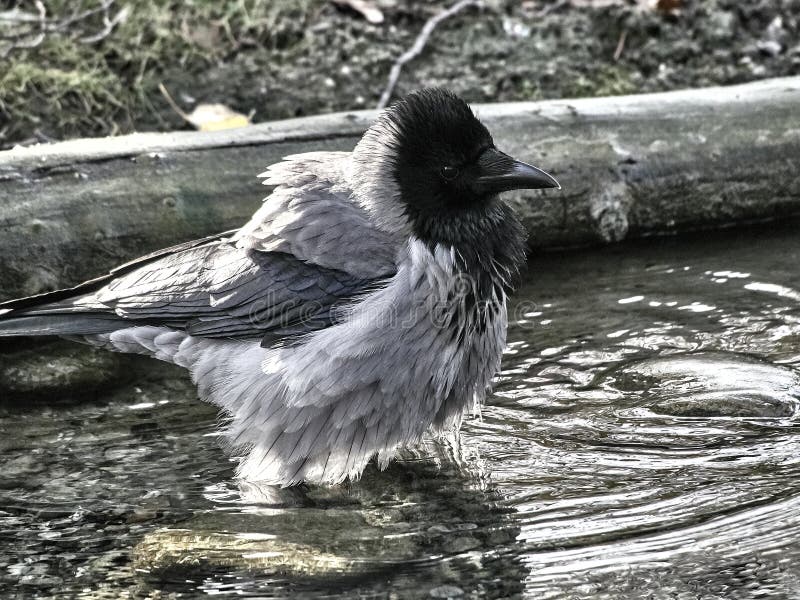 Shot of a bird stock photo. Image of isolated, bird - 132677140