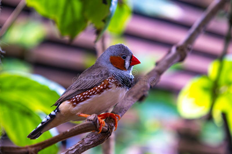 Shot of a Bird Standing Sideways Stock Image - Image of branch, parrots ...