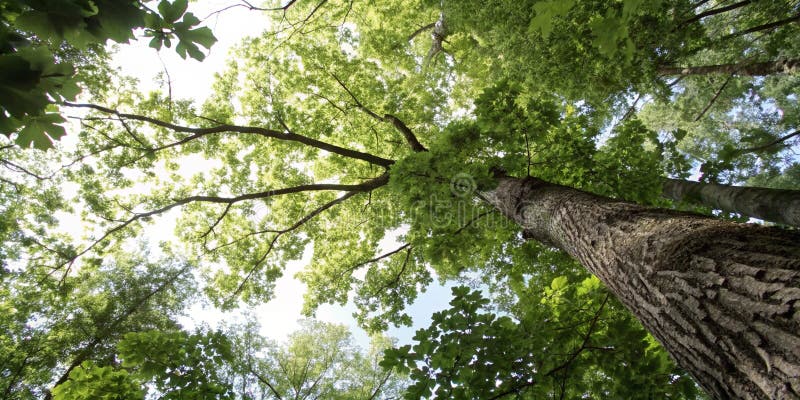 Shot of the Bottom of a Tree Canopy Stock Illustration - Illustration ...