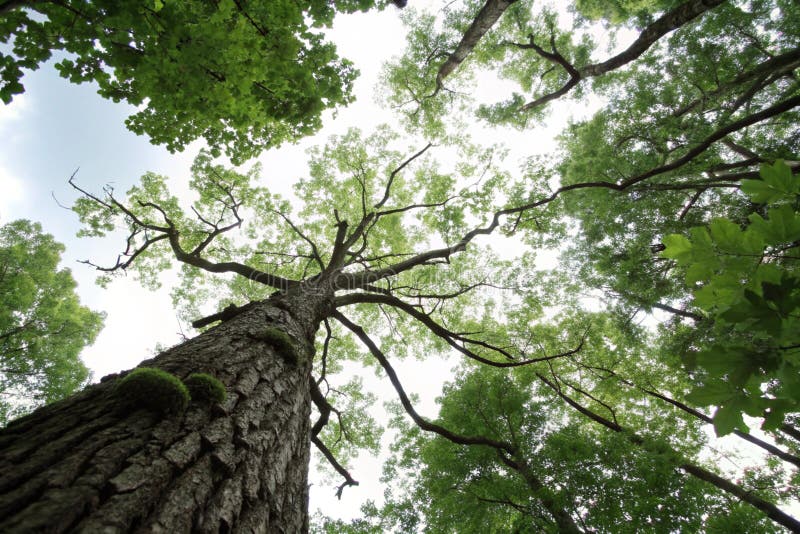Shot of the Bottom of a Tree Canopy Stock Illustration - Illustration ...