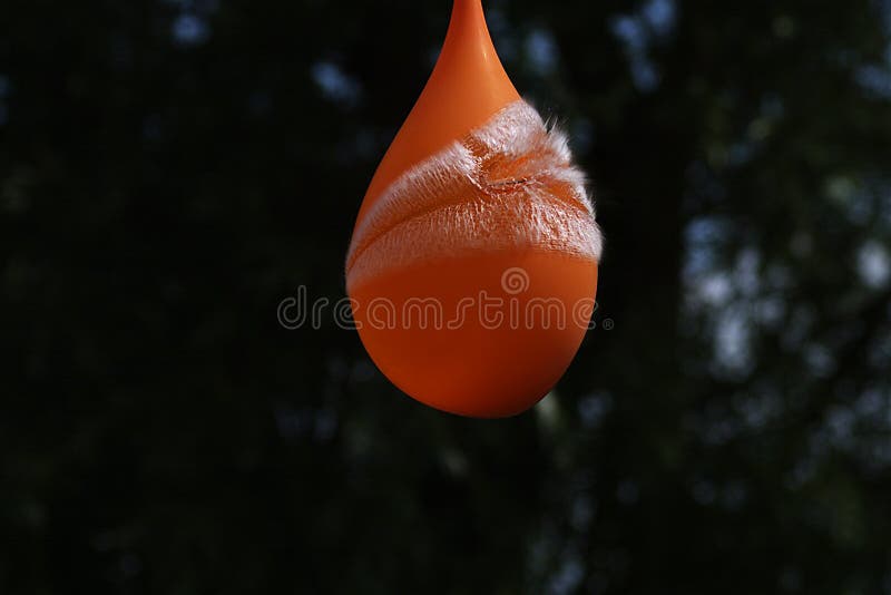 Shot Breaking Water Filled Orange Balloon Stock Photo - Image of water ...