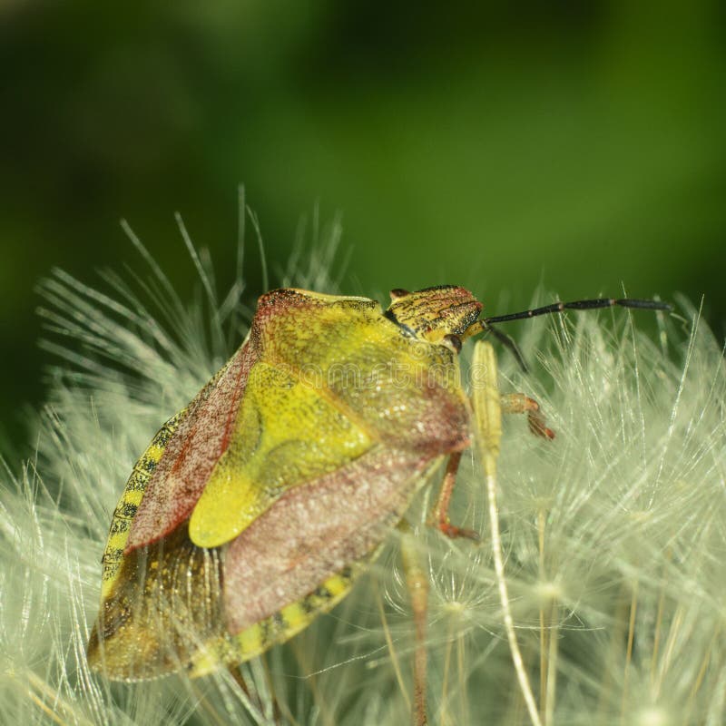 Bright Multi-colored Bug on a Dandelion Stock Photo - Image of macro ...