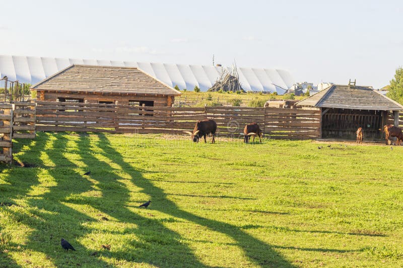 Shot of the Buffalo. Animals Stock Photo - Image of livestock ...