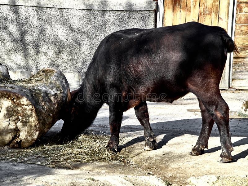 Shot of a bull stock photo. Image of scene, education - 132685416