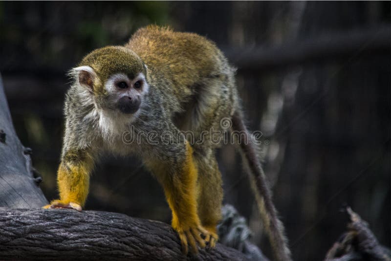 Shot of the Callicebus Monkey Walking Over the Tree Branch Stock Photo ...