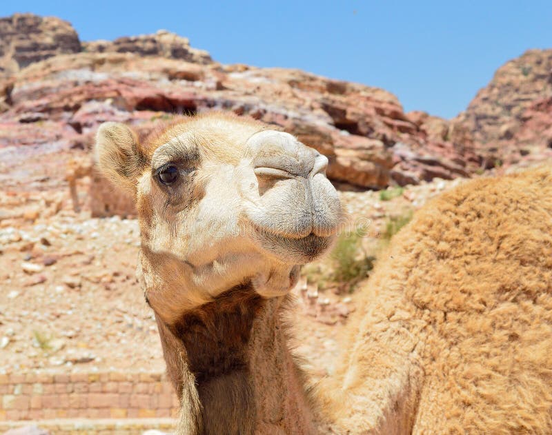 Camel face close up stock photo. Image of arid, bedouin - 121566454