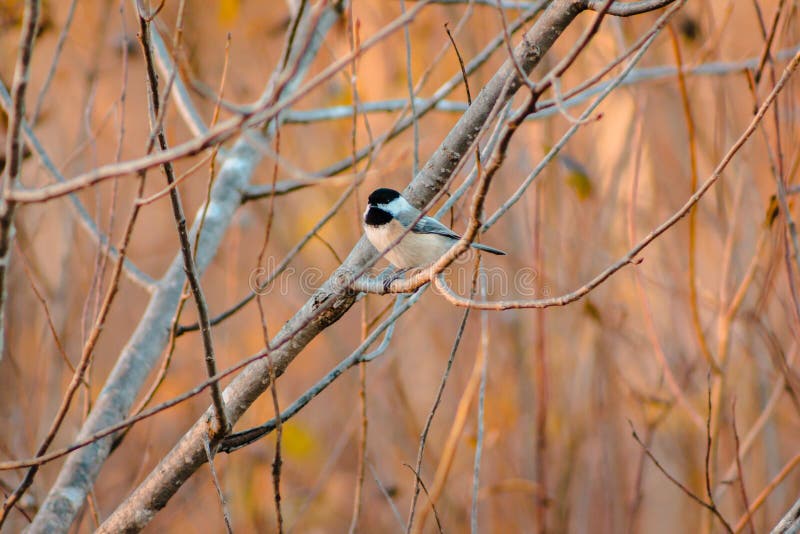 Shot of a Chickadee in a Tree Stock Image - Image of hike, hiking ...