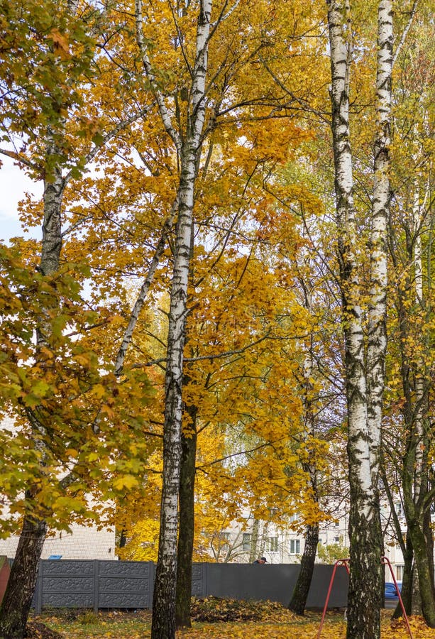 Shot of the Colorful Autumn Trees. Season Stock Image - Image of maple ...