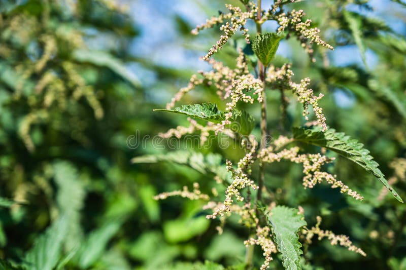 Common Nettles View in the Garden. Green Leaves Stock Photo - Image of ...