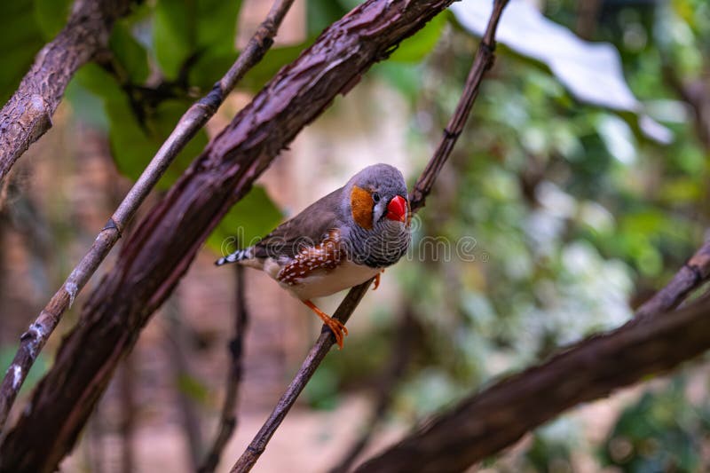 Shot of a cracking bird stock image. Image of bird, shot - 330638289