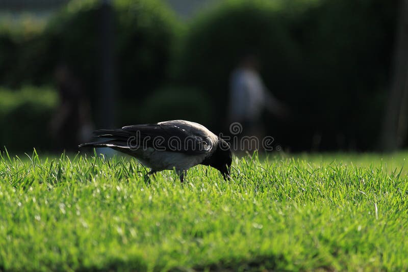 Crow stock photo. Image of beak, grass, shot, gray, crow - 108533770