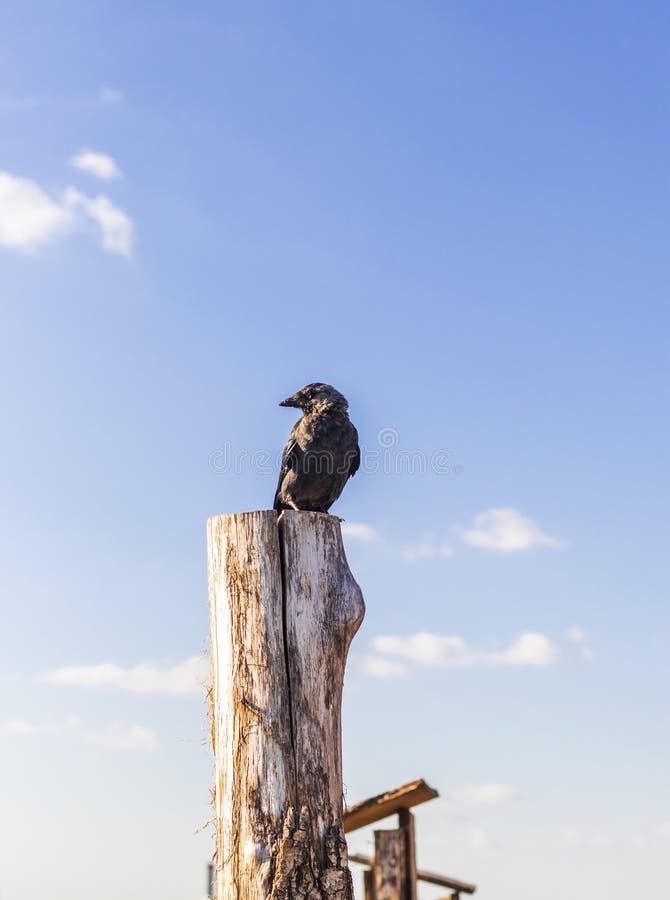 Shot of the Crow Sitting on the Pillar. Concept Stock Photo - Image of ...