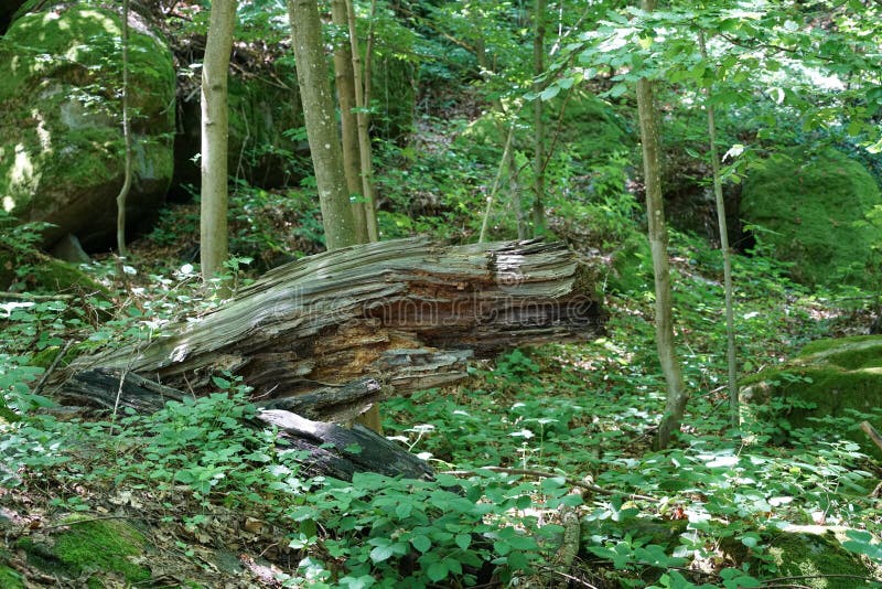 Shot of a Cut Tree Trunk in the Middle of the Forest Stock Photo ...
