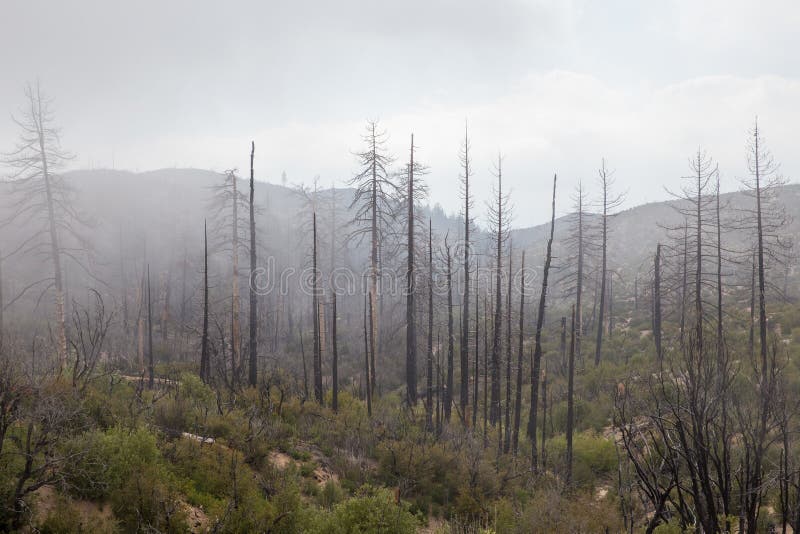 Shot of Dead Trees in the Foggy Forest Stock Image - Image of mist ...