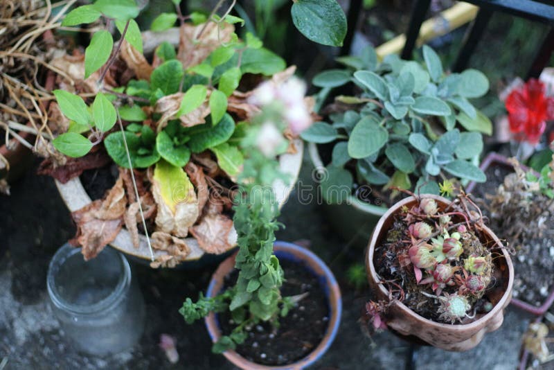 Shot of Different Types of Flowers and Plants in Pots Stock Photo ...
