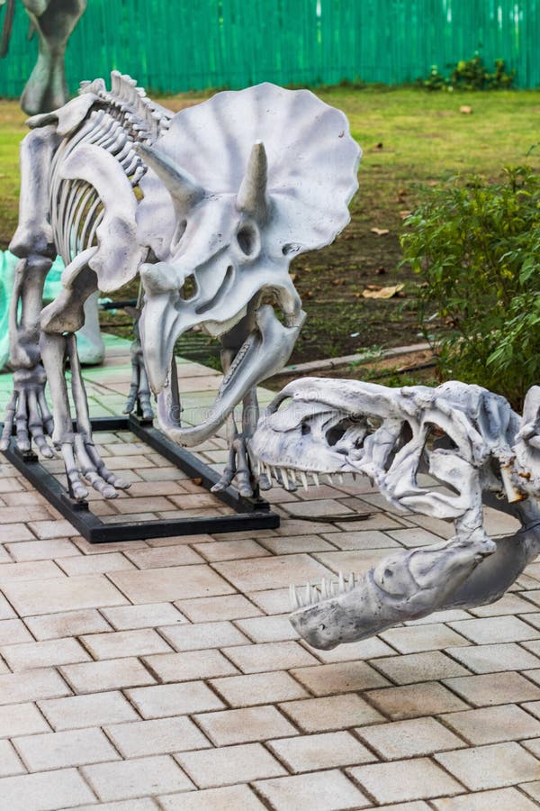 Shot of a Dinosaur Skeleton on Display of the Museum. Archeology ...