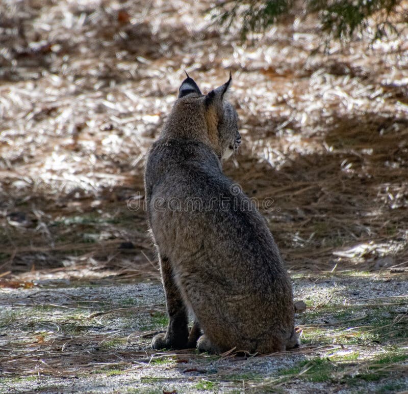 White Spotted Ears of a Bobcat in Yosemite Valley Stock Image - Image ...