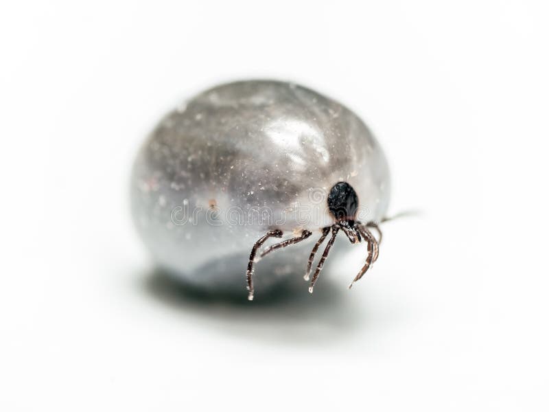 236 Engorged Tick Stock Photos - Free & Royalty-Free Stock Photos from ...