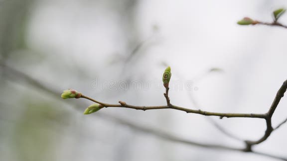 Shot of First Buds on a Maple Tree Stock Image - Image of foliage ...