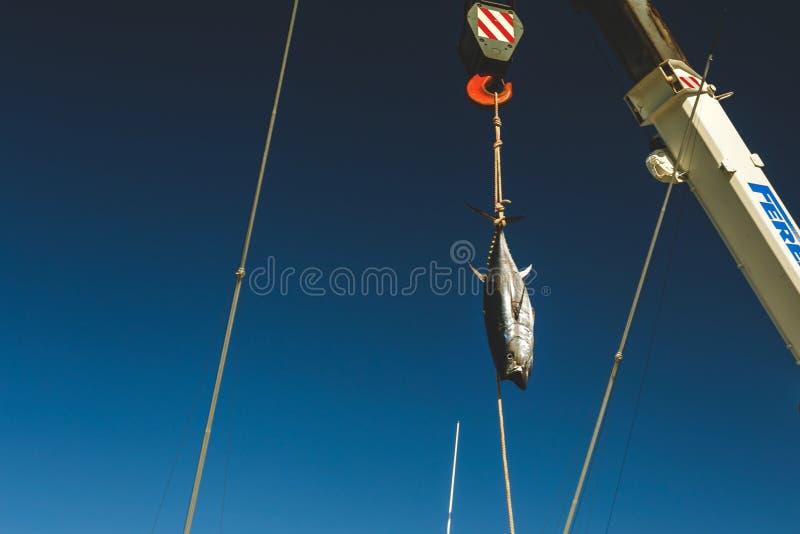 Shot of a Fish Hanging from a Crane Stock Photo - Image of fish, boat ...