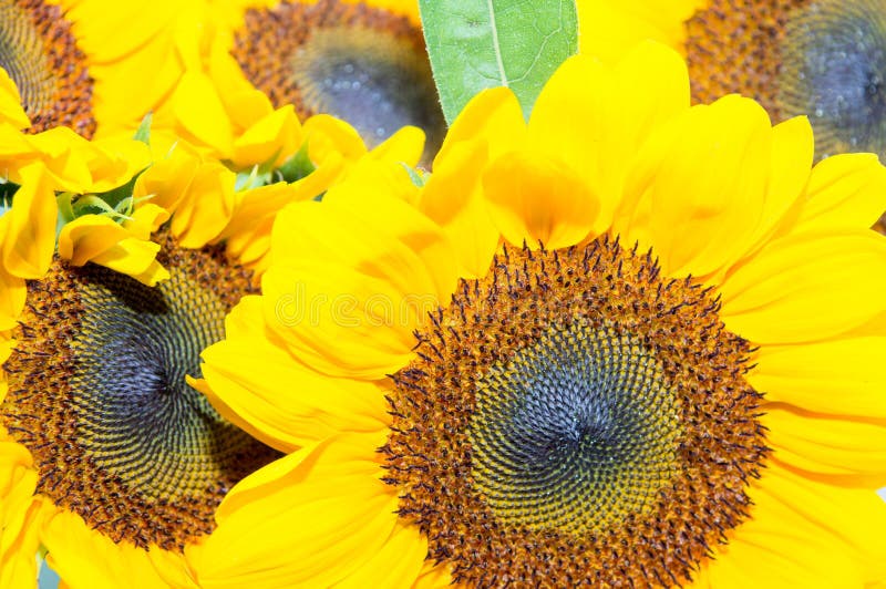 112 Five Sunflowers Stock Photos - Free & Royalty-Free Stock Photos ...