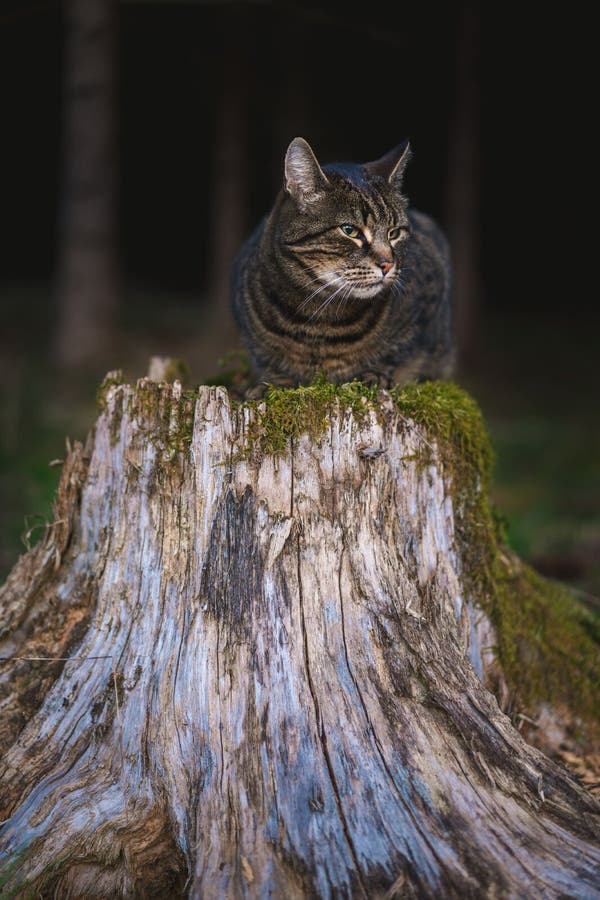 Shot of a Fluffy Tabby Cat Laying on a Tree Trunk Looking in the ...
