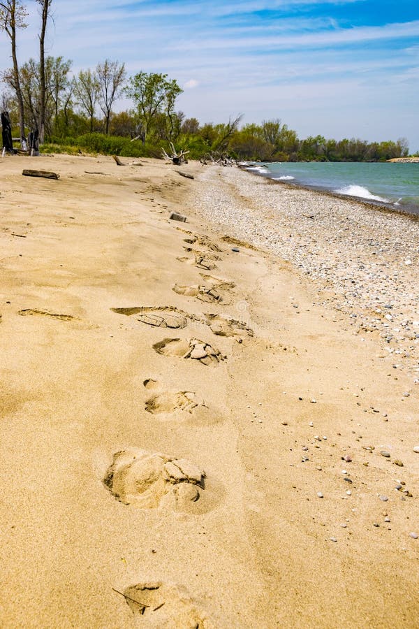 Footsteps on the Beach stock image. Image of summer - 109448419