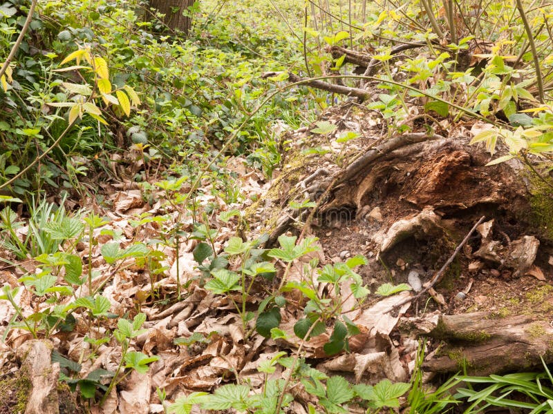 A Shot of the Forest Floor with Plants and a Rotten Tree Stump Stock ...
