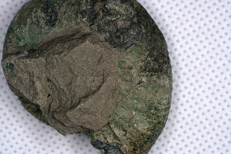 Shot of the Fossilized Skeleton of a Squid Stock Photo - Image of ...