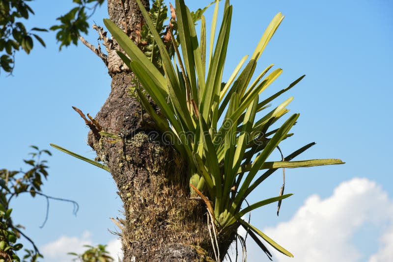 Fragrant Screwpine Flower Pandanus Fascicularis, Pandanus Odorifer ...