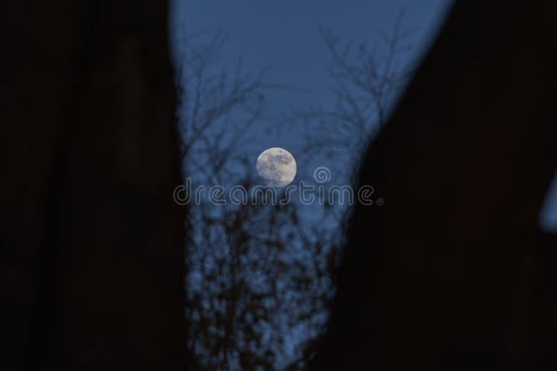 Shot of a Full Moon Behind the Trees at Night Stock Image - Image of ...