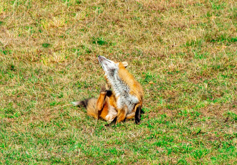 Funny Kid Scratching Head Wearing Red Shirt Stock Photo - Image of ...