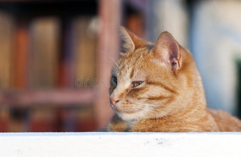 Portrait of ginger cat stock photo. Image of mammal - 114143612