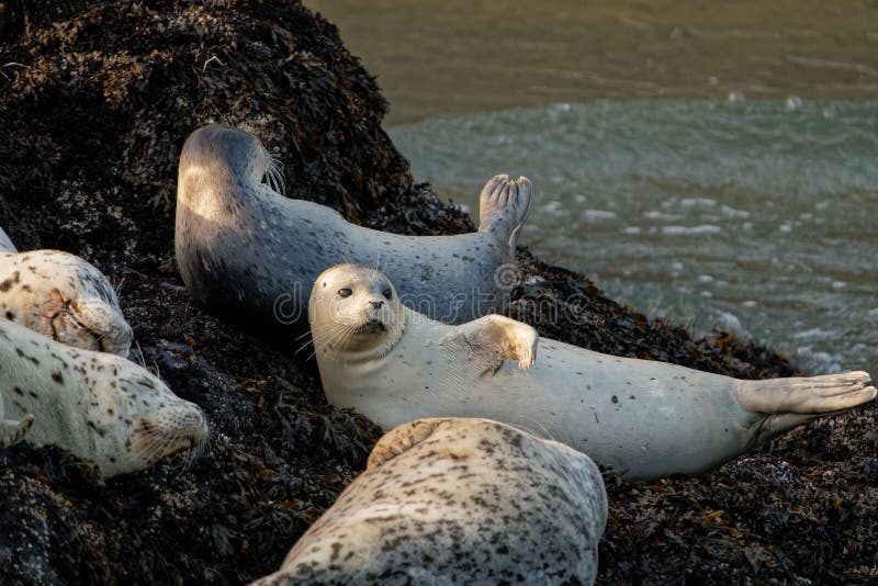 Shot of Harbor or Common Seals Lying on the Rocks at the Seashore Stock ...