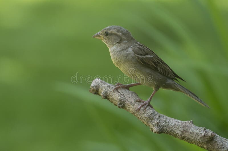 Sparrow in the Garden in Spring Stock Image - Image of feathers ...
