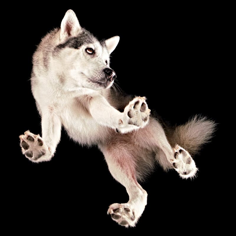 Husky Waving Stock Photos - Free & Royalty-Free Stock Photos from ...