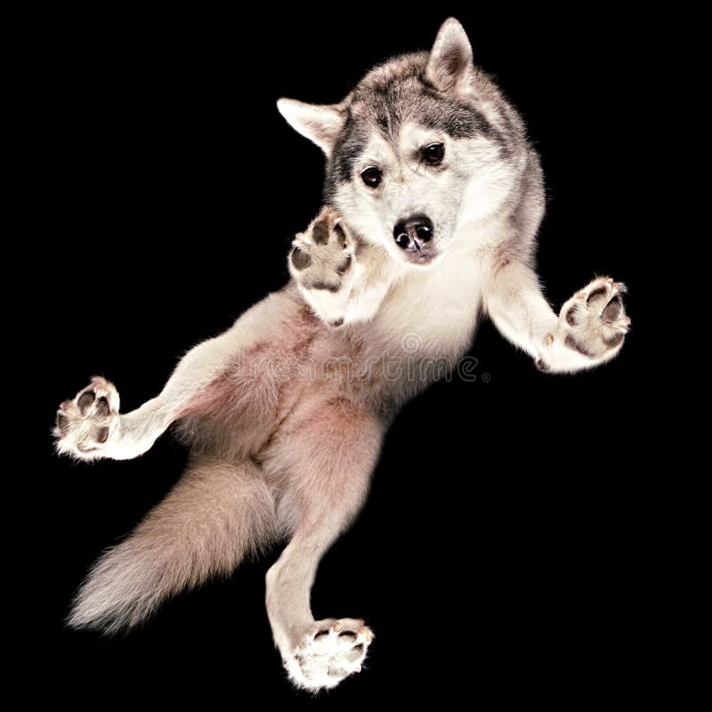 Husky Waving Stock Photos - Free & Royalty-Free Stock Photos from ...