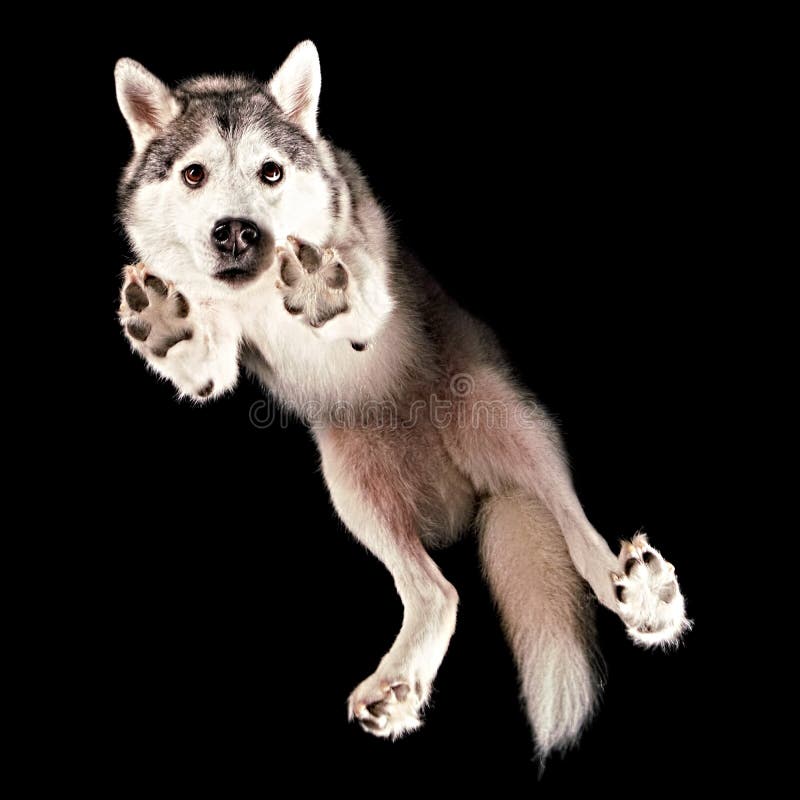 Husky Waving Stock Photos - Free & Royalty-Free Stock Photos from ...
