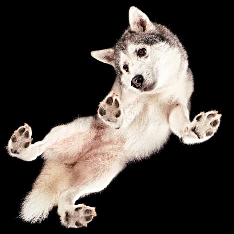 Husky Waving Stock Photos - Free & Royalty-Free Stock Photos from ...