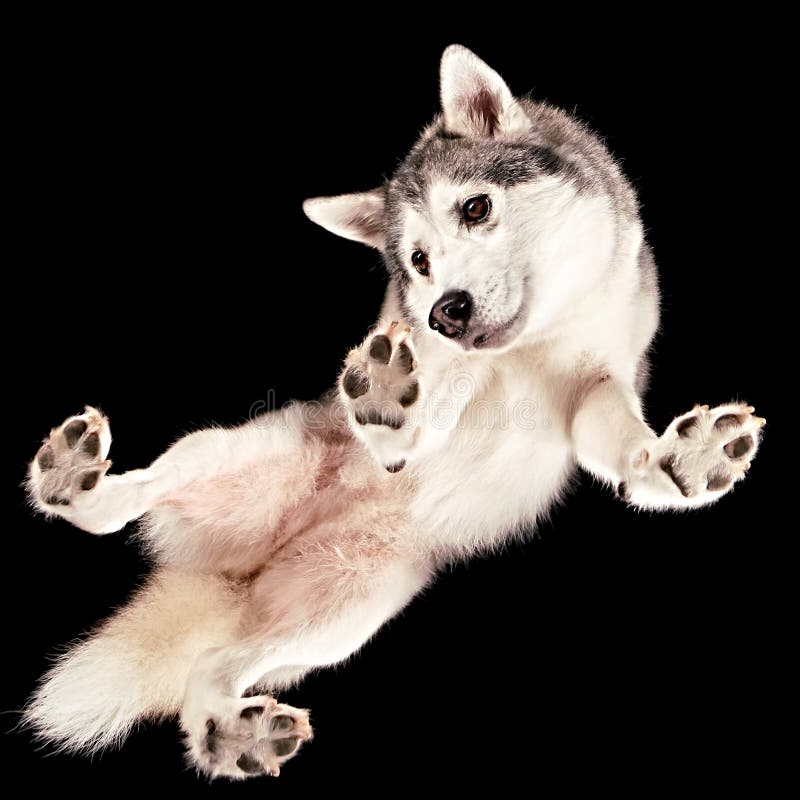 Husky Waving Stock Photos - Free & Royalty-Free Stock Photos from ...