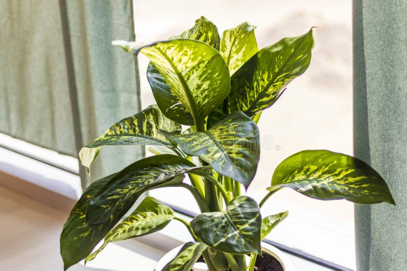 Shot of an Indoor Plant in the Pot. Interior Stock Photo - Image of ...