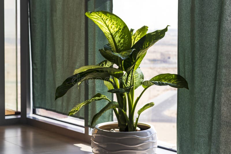 Shot of an Indoor Plant in the Pot. Interior Stock Image - Image of ...