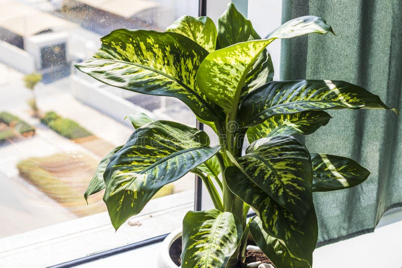 Shot of an Indoor Plant in the Pot. Interior Stock Image - Image of ...
