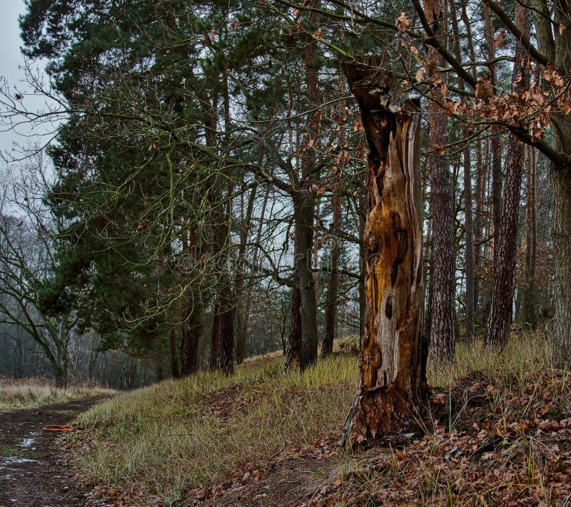 Shot of a Large Tree Charred by a Fire in the Forest Stock Image ...
