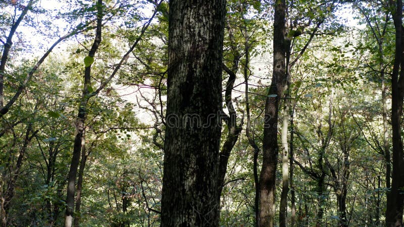Shot of a Large Trunk in the Middle of a Thick Forest Stock Video ...