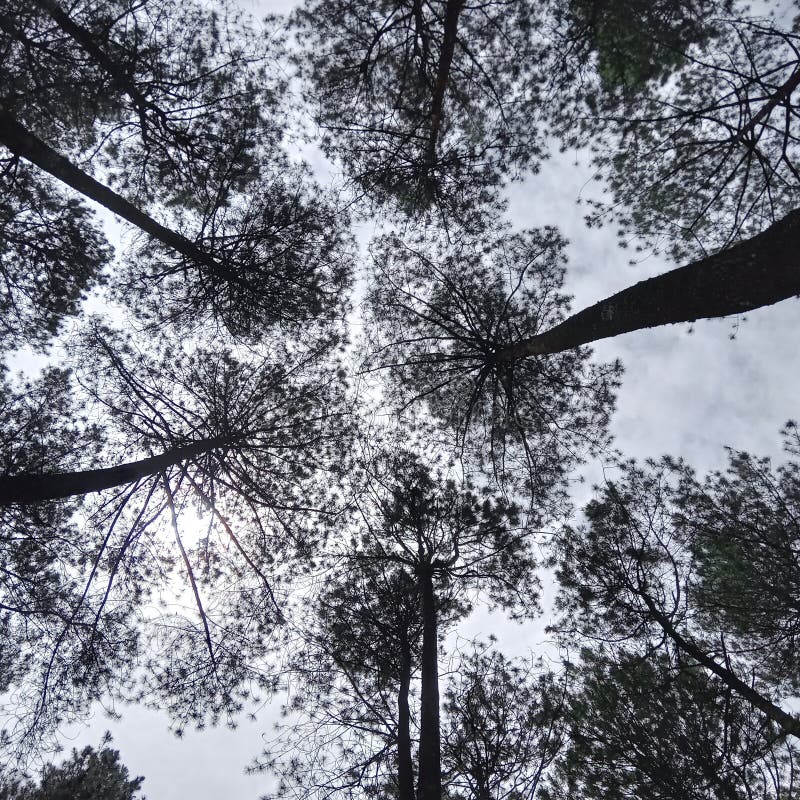 Shot of Lined Pine Trees from Bottom Angle View Stock Image - Image of ...