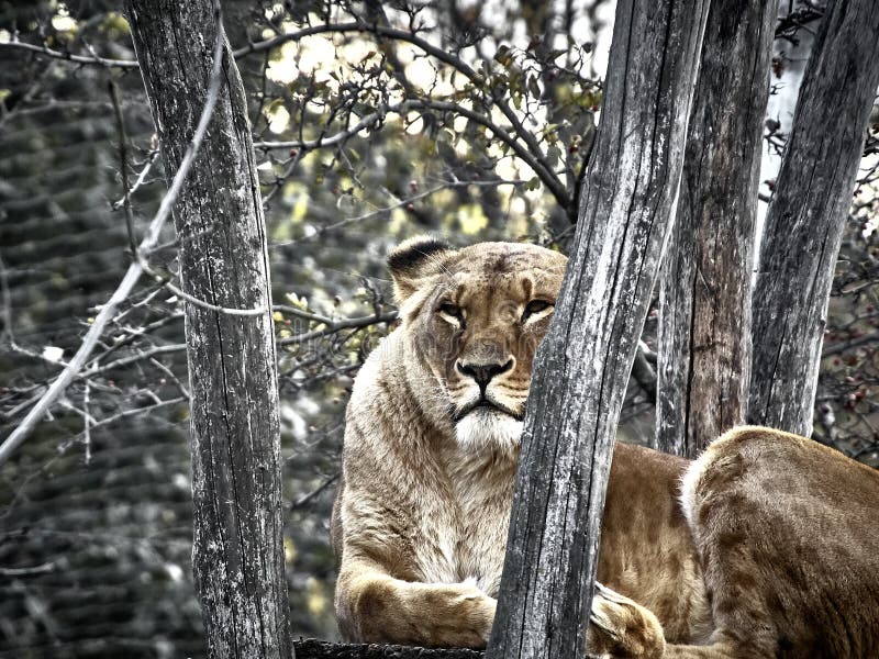 Shot of a lion stock photo. Image of landscape, flat - 132676534