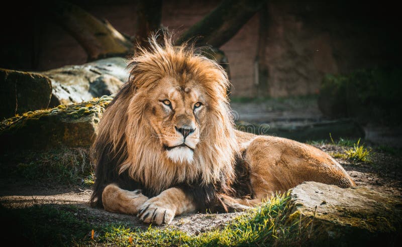 Shot of Lion Resting on the Sun at Zoo Stock Image - Image of shot ...